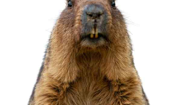 Video of Totally Chill Marmot Enjoying a Bath Is a Viral Sensation