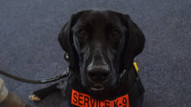 Guide Dog Makes History As First Canine To Walk the 'Golden Globes' Red ...