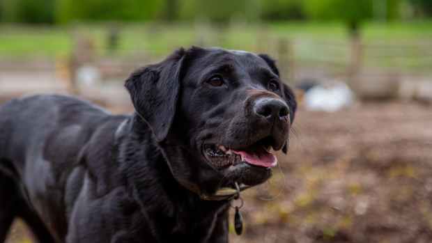 Story of Black Labrador Mix Choosing His Forever Family Has People ...
