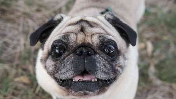 Pug's Reaction To Being At Starbucks Is How Every Coffee Person Sounds ...