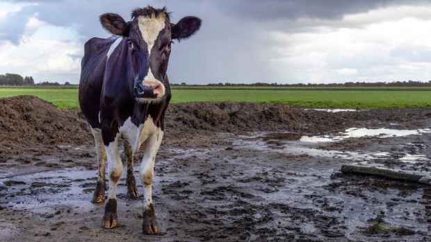 Video of Dairy Cow Innocently Enjoying Falling Raindrops Goes Viral
