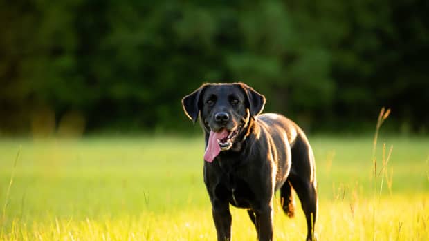 North Carolina Baseball Team's Black Labrador Is the Cutest Bat ...