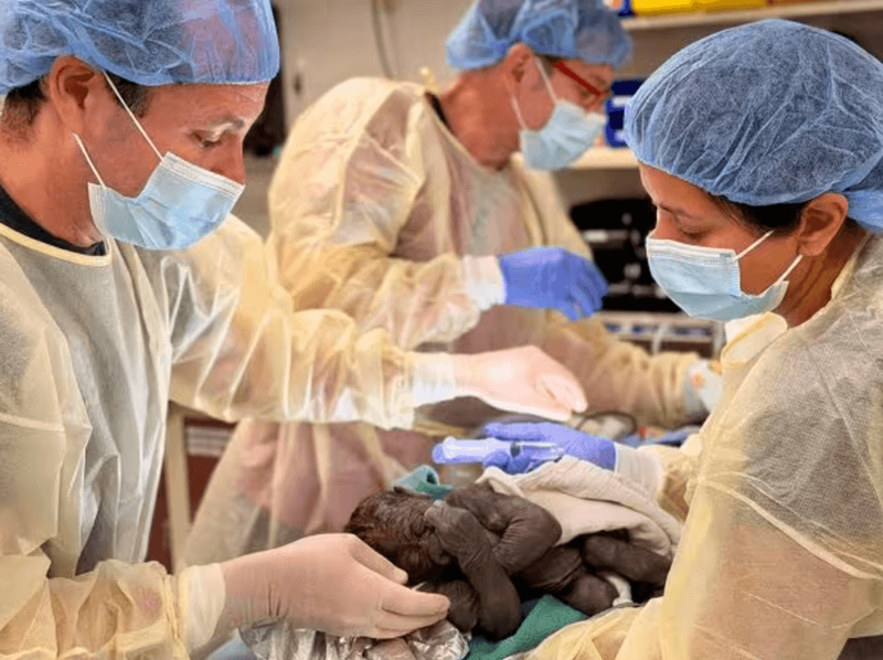 Zoo delivered adorable baby gorilla by c-section: ‘Humbling and ...