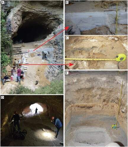 Scientists Uncover 16 Fossil Species Preserved in an Isolated Cave ...
