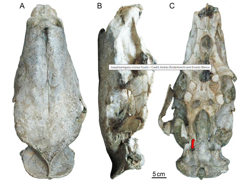 Scientists Identify a 500-Kilogram Giant Rodent That Once Roamed South ...