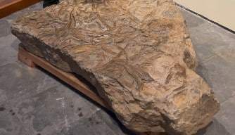 Scientists Discover a 700-Kilogram Fossil Rock in Brazil That Confirms ...