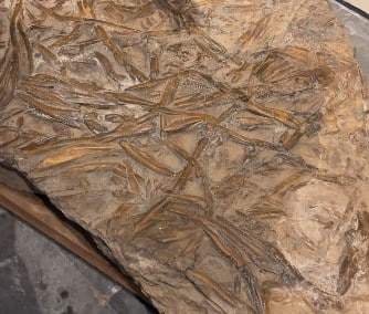 Scientists Discover a 700-Kilogram Fossil Rock in Brazil That Confirms ...