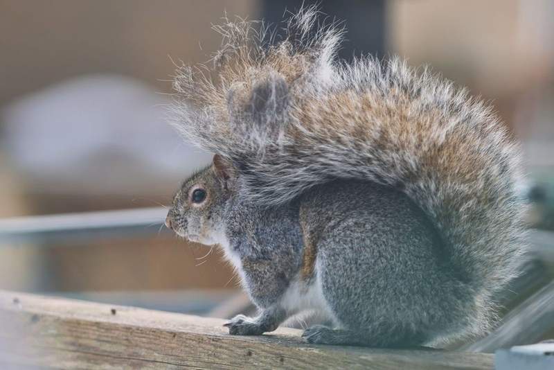 King ‘very interested’ in grey squirrel contraceptive programme - Newswav