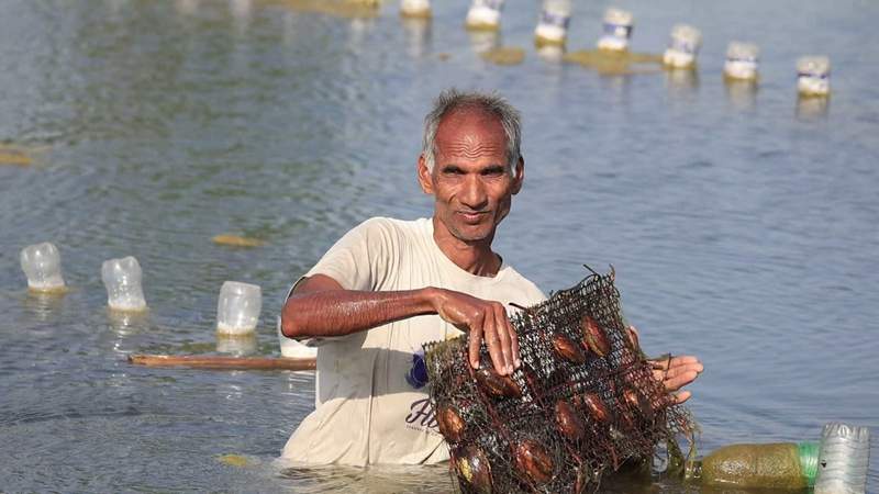 Pearl farming emerges as new rural business opportunity for farmers ...