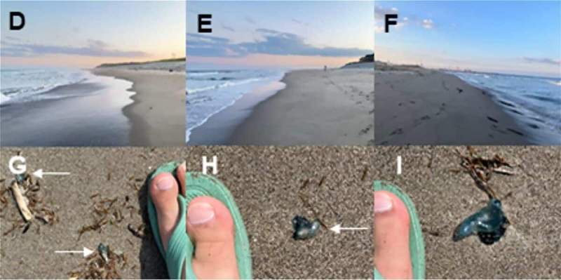 Biologist Picks Up What Looks Like a Jellyfish on a Japanese Beach and ...