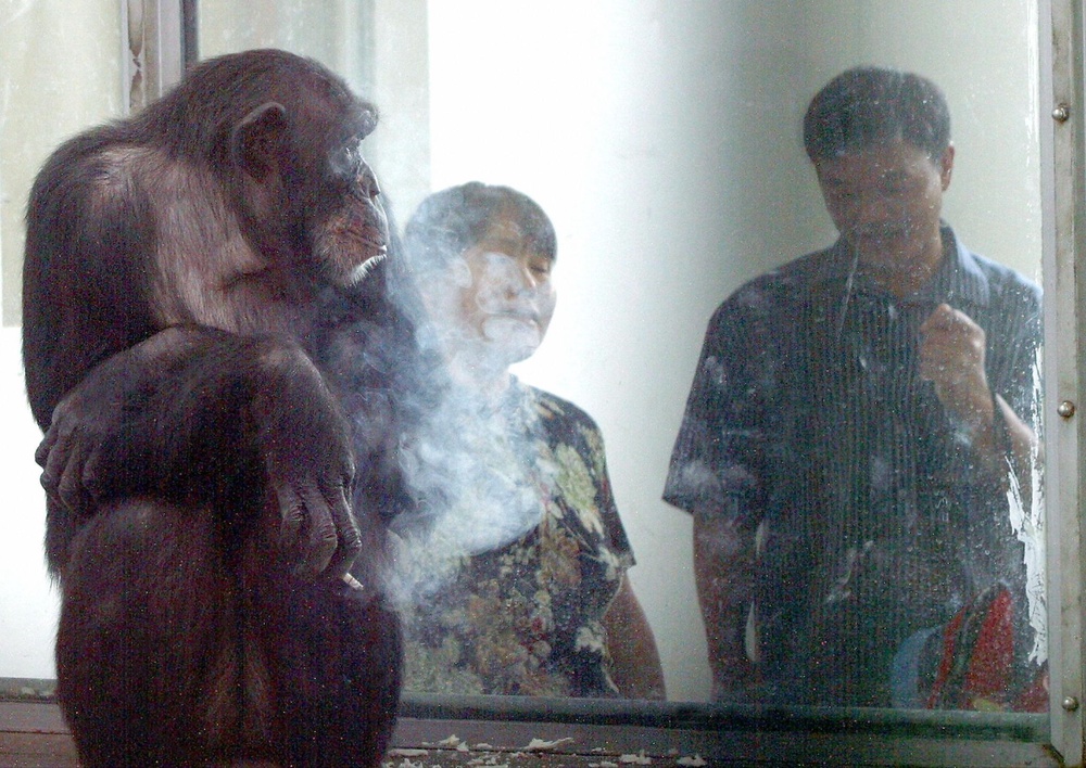 Chimpanzee who could paint and count dies at 49