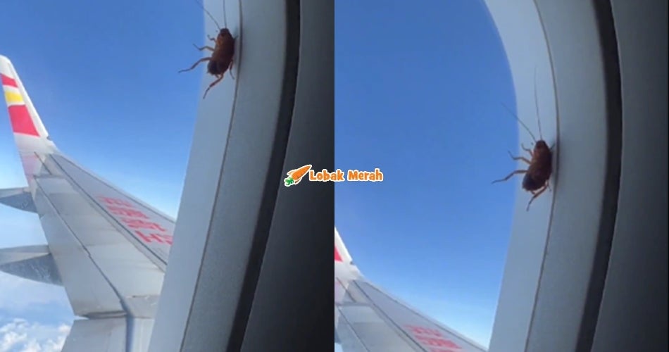 “Naik free je”- Video Lipas Masih Hidup Melekat Di Luar Tingkap Kapal ... “Naik free je”- Video Lipas Masih Hidup Melekat Di Luar Tingkap Kapal ...