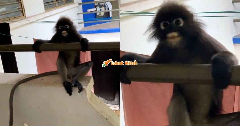 Spesies apa ni” – Reaksi Monyet Tengah Lepak Di Ampaian Asrama Terkejut ...