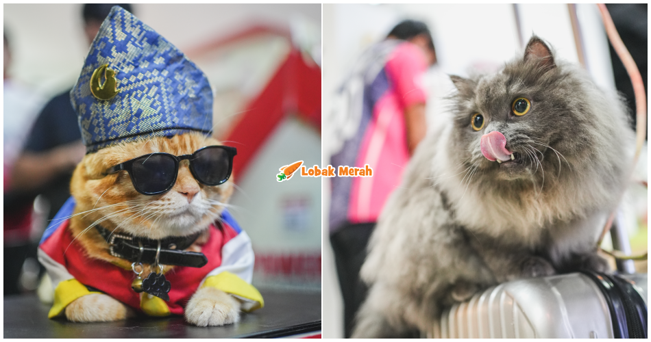 Shopping Barang Bulus + Tengok Pertandingan Kucing Antarabangsa? Semua ...