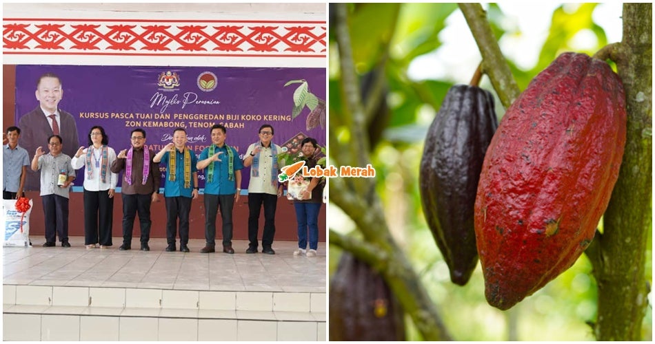 Sabah Kekal Peneraju Koko Negara, Peranan Tenom & Insentif LKM Pacu ...