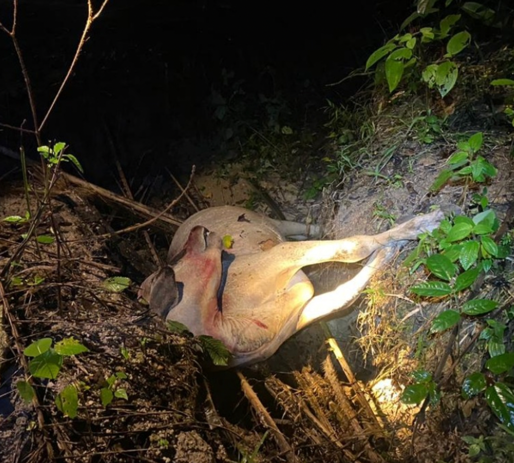 Dua Ekor Lembu Ditemui Mati Dengan Kesan Gigitan Akibat Serangan ...
