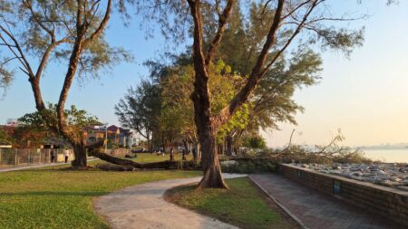 Roots of resilience: Safeguarding Penang’s trees to withstand ...