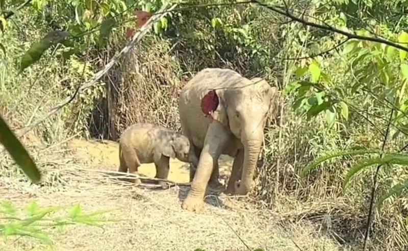 Mother elephant refuses to leave trapped calf in Terengganu palm oil estate