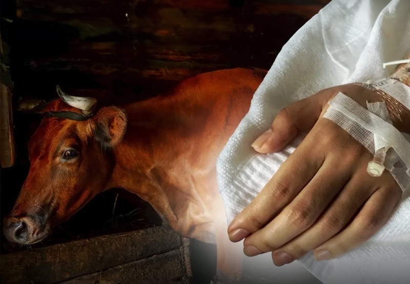 Thailand reports first anthrax death, hundreds potentially exposed