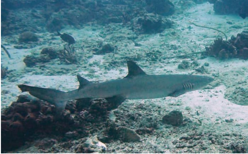 Nurse shark, blacktip, lizard sharks spotted in Labuan