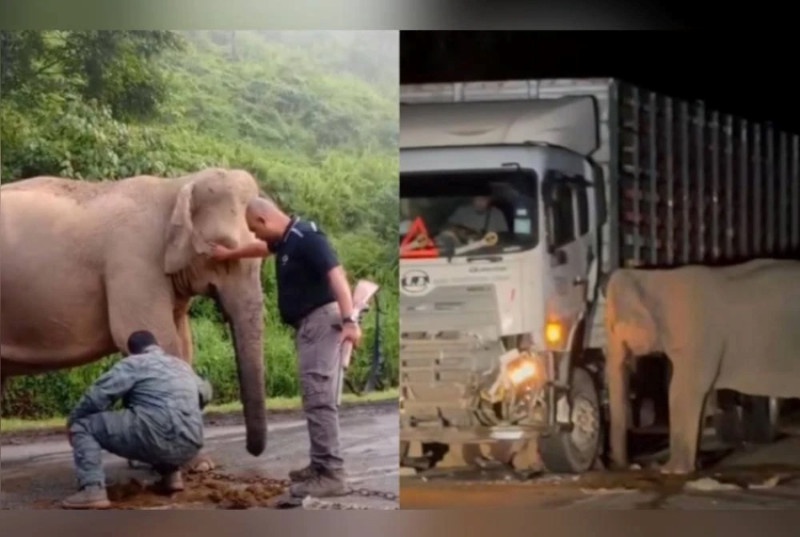 A loss on Mother’s Day: Elephant calf killed in road accident sparks ...