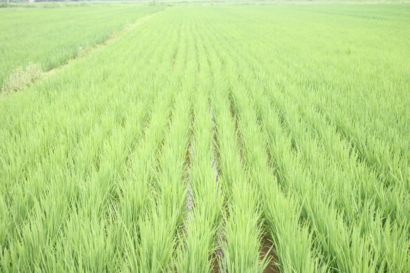 The future in a grain: Malaysia’s bet on gene-edited rice