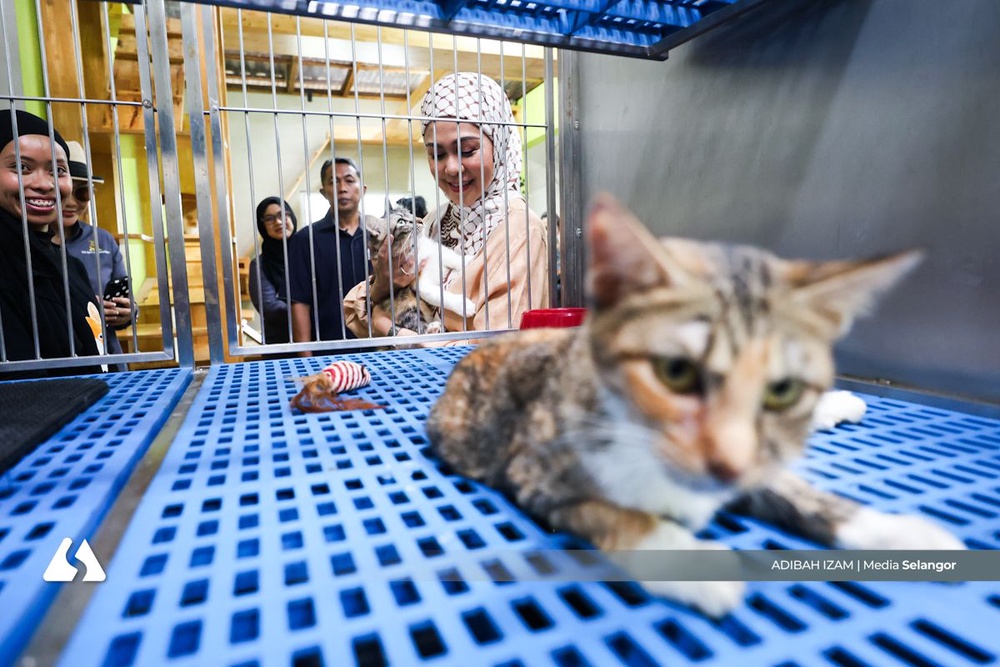 SPCA Selangor marks World Animal Day, encourage compassion towards animals