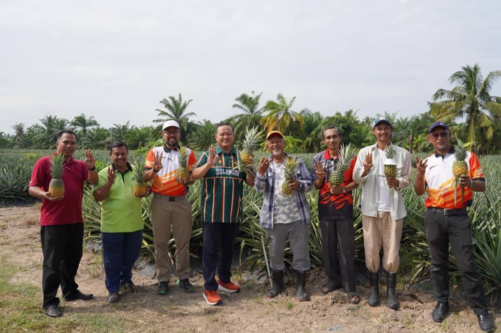 MD2 pineapple farm highlights Sabak Bernam agriculture potential