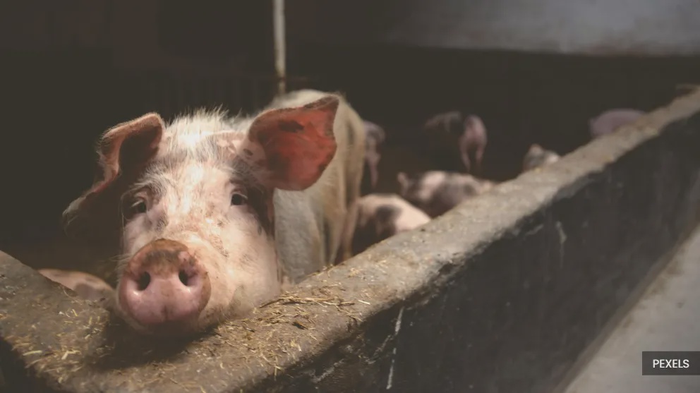 Number of farmed pigs on the decline nationwide