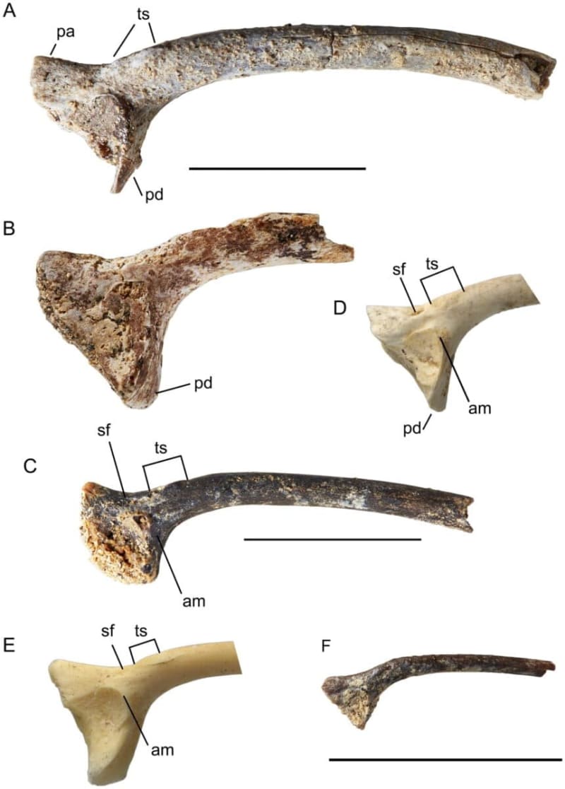 A Cave Sealed by Volcanoes for 1 Million Years Reveals 16 Ancient ...