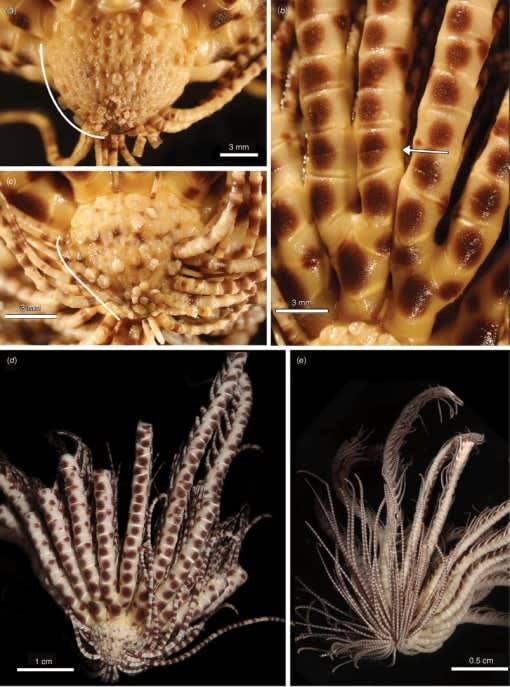 This 20-Arm Creature Was Hiding in Antarctica’s Ocean for Centuries ...