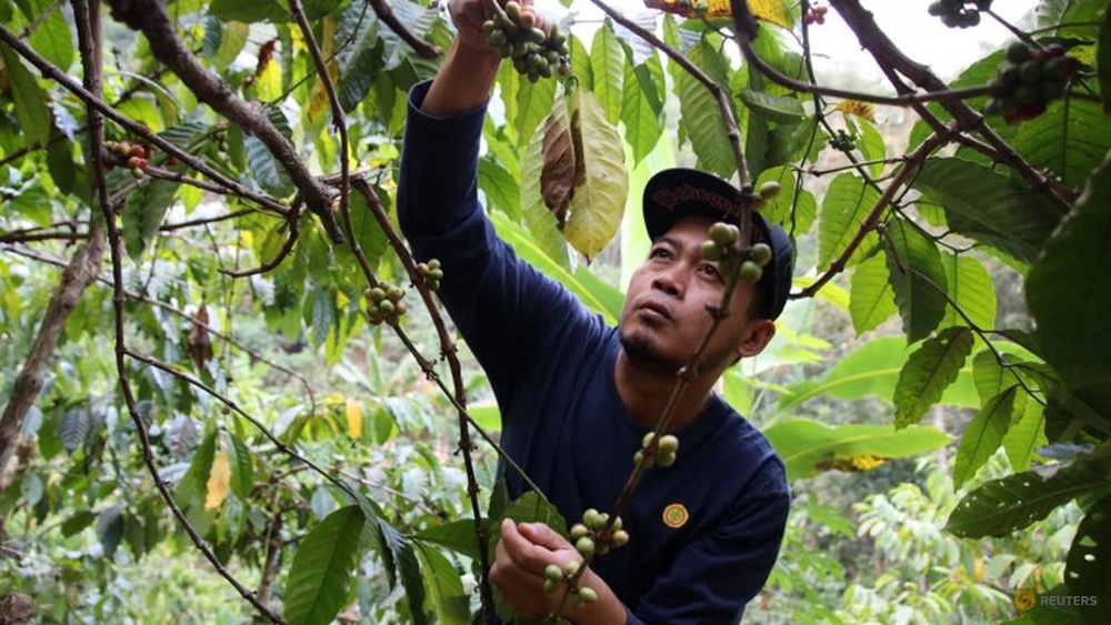 Neumann Kaffee to expand in Indonesia as coffee market grows