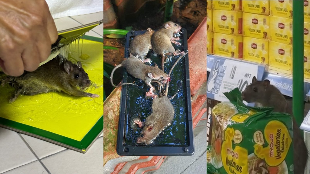 Rats are a growing problem in Singapore. Here are the hotspots and what ...