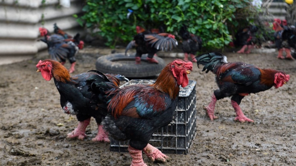 Meet the Bigfoot chicken that roams Vietnam's dining tables during Tet