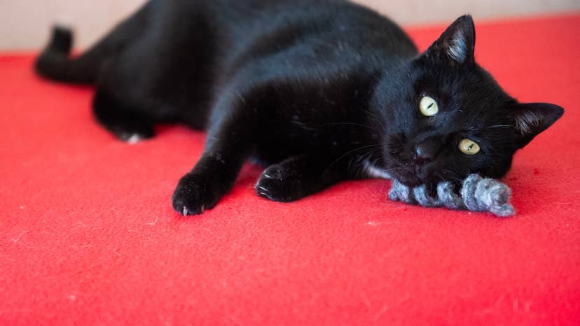 Person's Sweet Tribute to Honor Beloved Cat Who Passed Has Everyone ...