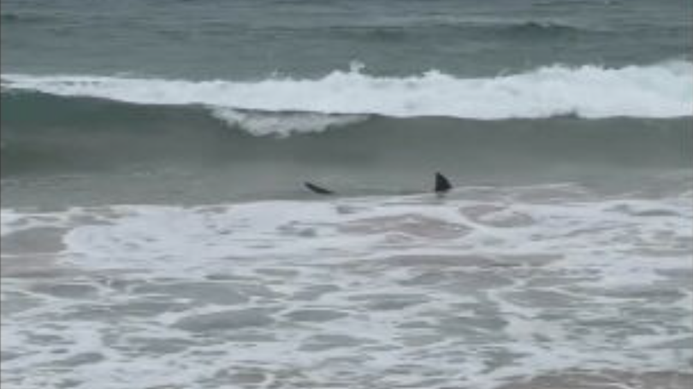 Shark spotted stalking carcass metres offshore of North Sydney beach