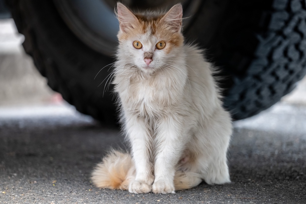 Cats are running wild in one state. This unpopular law may be the solution