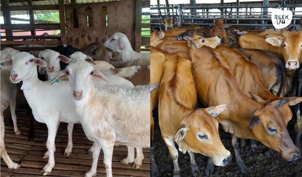 Raya Haji Dah Dekat - Ini Panduan Pilih Haiwan Sembelihan Terbaik
