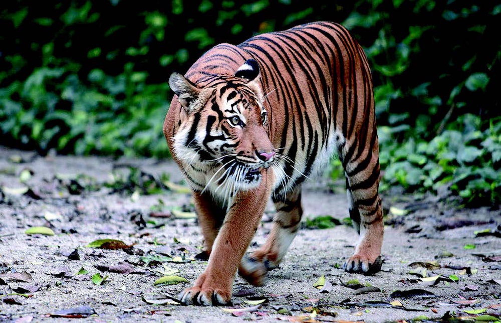 Let’s Get To Know These 10 Wildlife Animals In Malaysia!