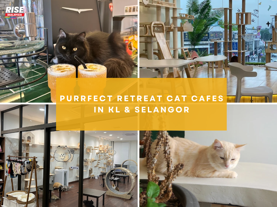 Enjoy The Purrfect Retreat at These Cat Cafes in KL & Selangor