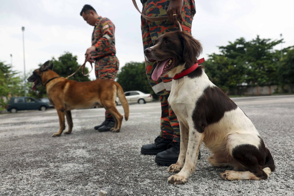 Bomba Malaysia bakal terima 16 anjing pengesan baharu dari UK