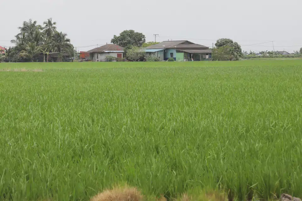 Harga jualan padi: Pesawah masih terima RM1,700 satu tan