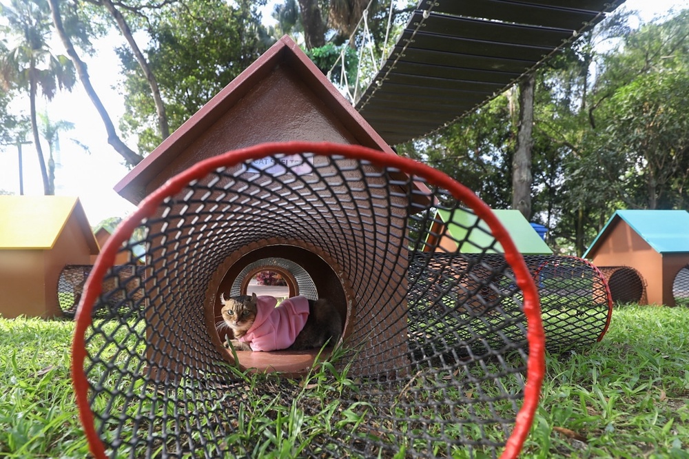 Hari terbuka taman kucing MBDK Ahad ini, promosi budaya haiwan angkat