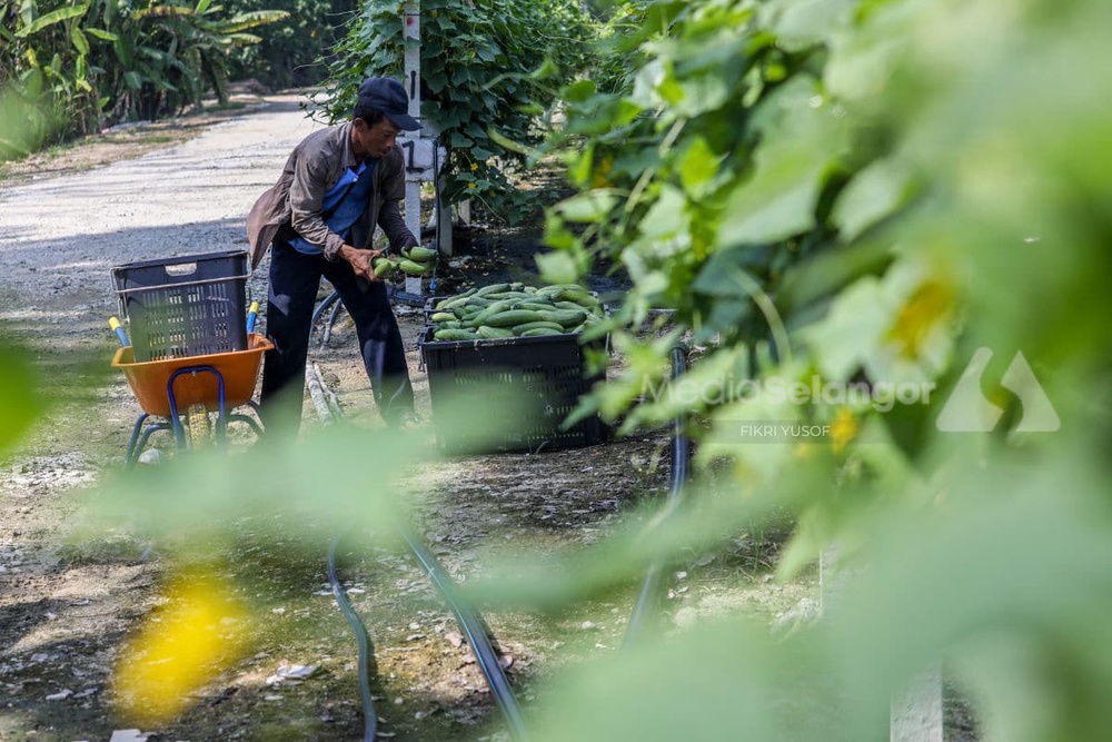 Tanam timun cara fertigasi jana hingga RM55,000 dalam 45 hari