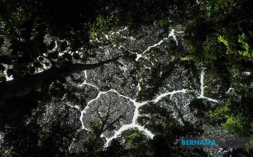 FRIM Taman Hutan Selangor warisan dunia: Lonjak imej negeri, rancak ...