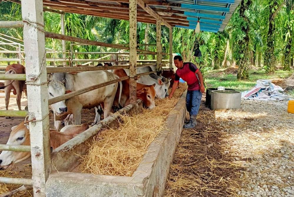 Tiger terror: Atleast 20 cows missing