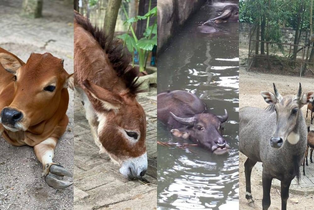 Farm in the City welcomes four new animal species
