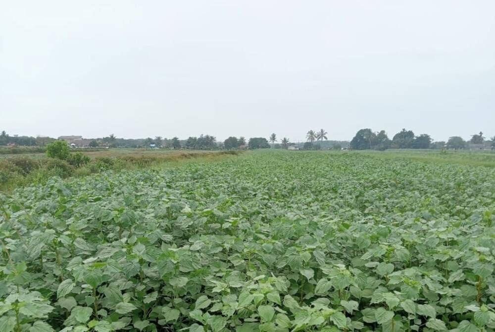 National Kenaf and Tobacco Board to use only local kenaf seeds next year