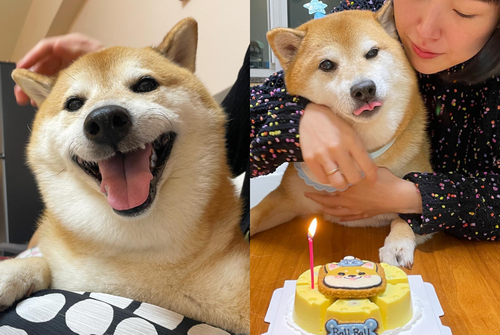 Cheems Balltze, viral meme dog dies after battling cancer