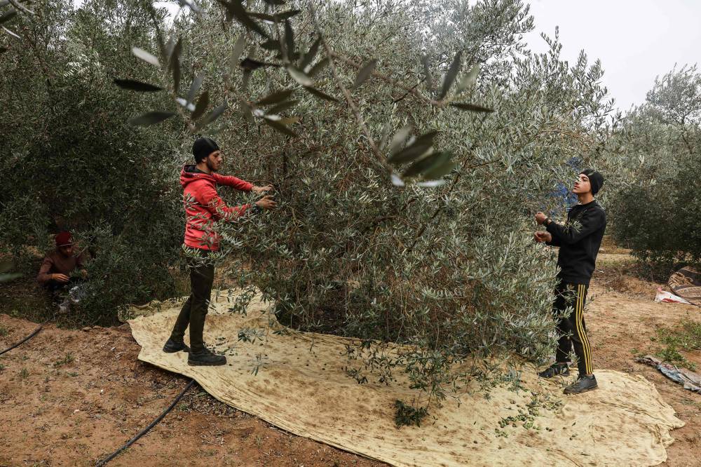Jordan's mission to save its ancient olive trees